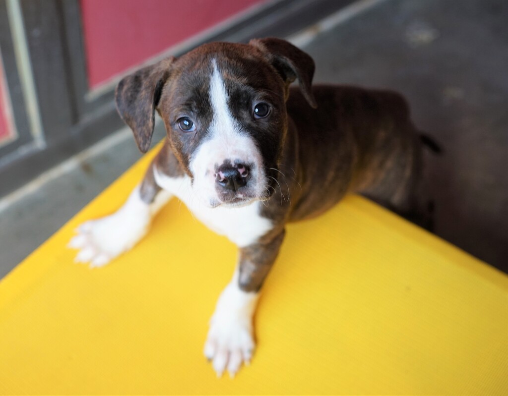 Chopper - Large Male Bull Arab Mix Dog in QLD - PetRescue