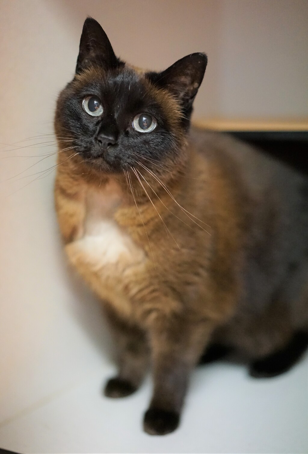Zarni - Female Burmese Mix Cat in QLD - PetRescue