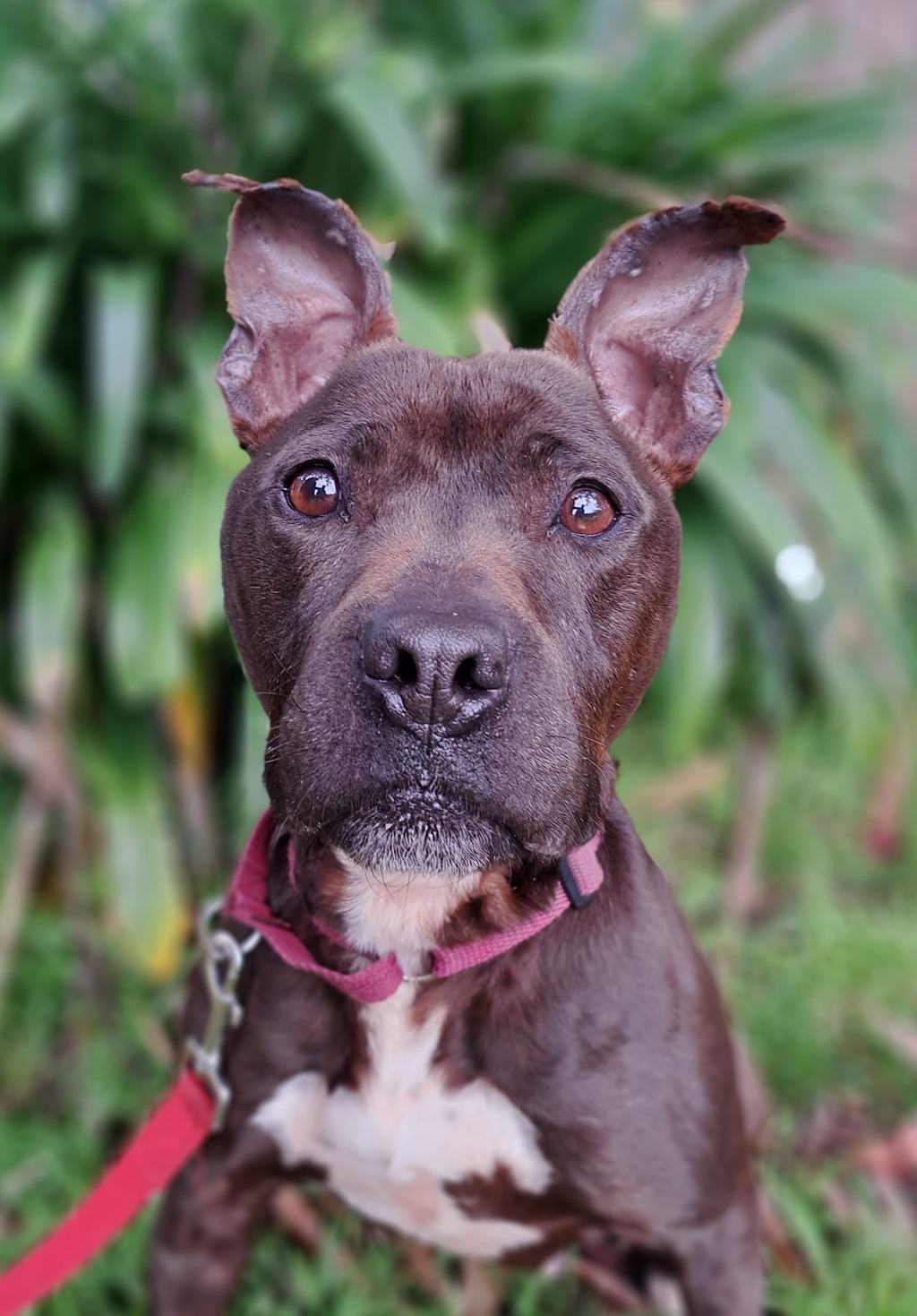 Poppy - Medium Female American Staffordshire Terrier Dog in ACT - PetRescue