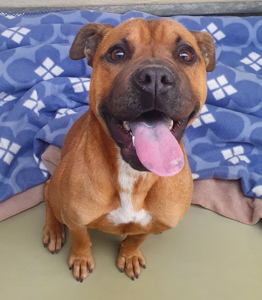 Bubbles - 57998 - Medium Female Staffy x Shar-Pei Dog in VIC - PetRescue