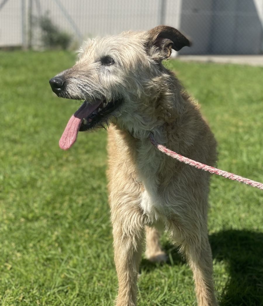 Freya - 58322 - Large Female Staghound Mix Dog in VIC - PetRescue