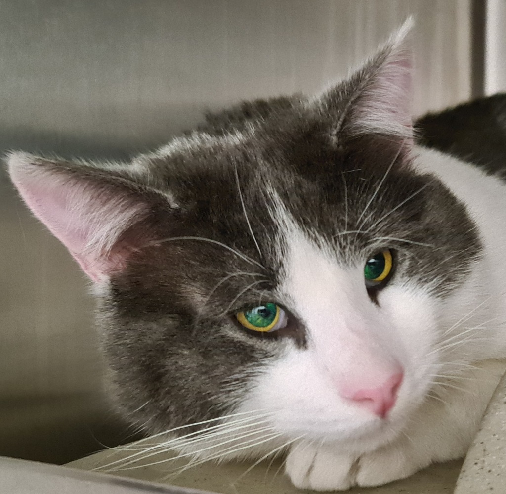 Pongo - Male Domestic Short Hair Cat in VIC - PetRescue