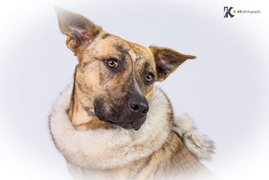 Tiger-Tails - Medium Female Staffy x Jack Russell Terrier Mix Dog in ...
