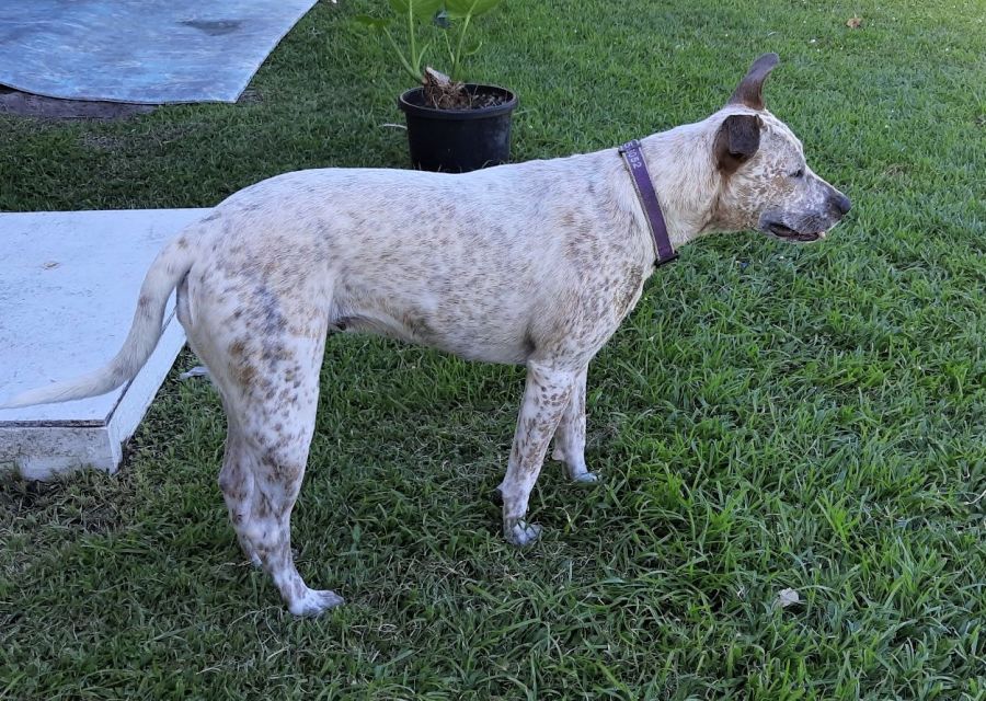 Honey - Medium Female Cattle Dog x Red Heeler Mix Dog in QLD - PetRescue