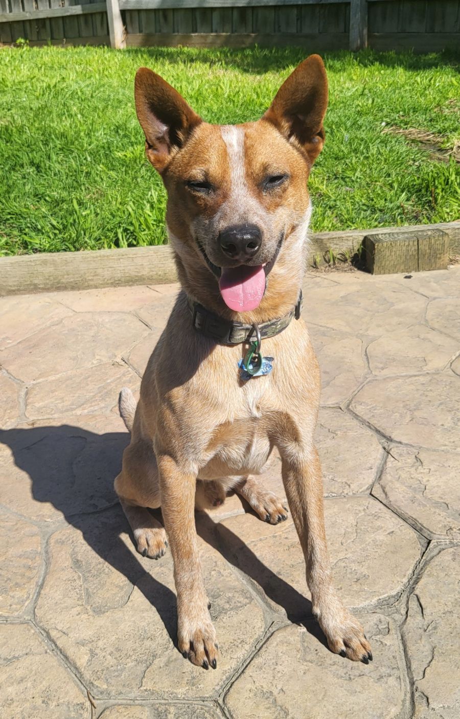 Arrow - Medium Male Red Heeler Mix Dog in VIC - PetRescue