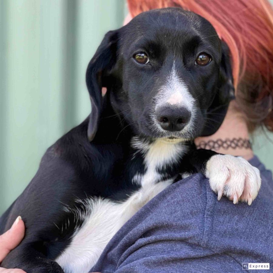 Kath - Medium Female Cocker Spaniel x Staffordshire Bull Terrier Dog in ...