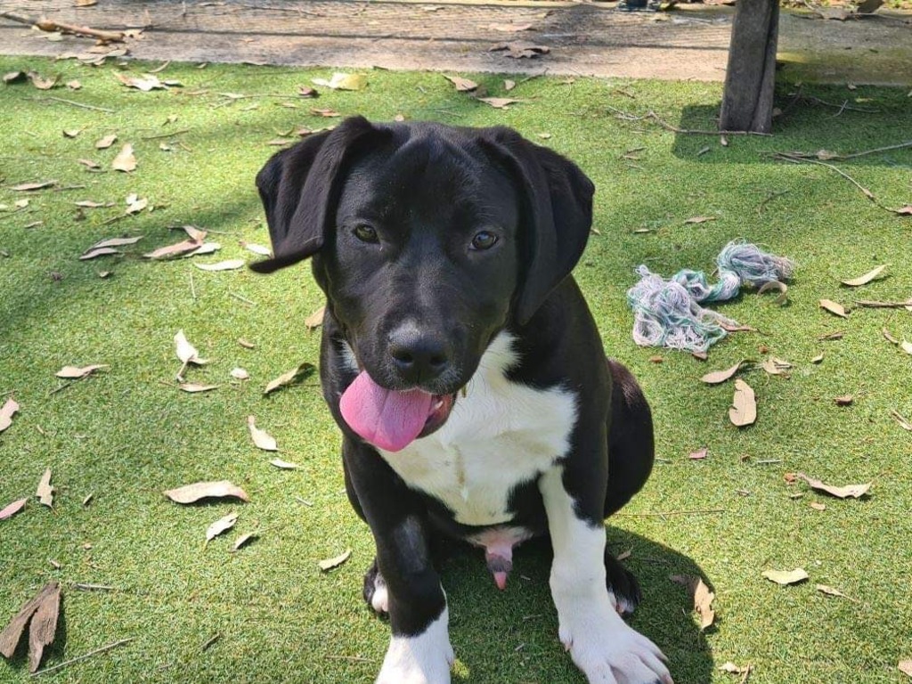 Rager - Large Male Labrador x Staffordshire Terrier Mix Dog in NSW ...