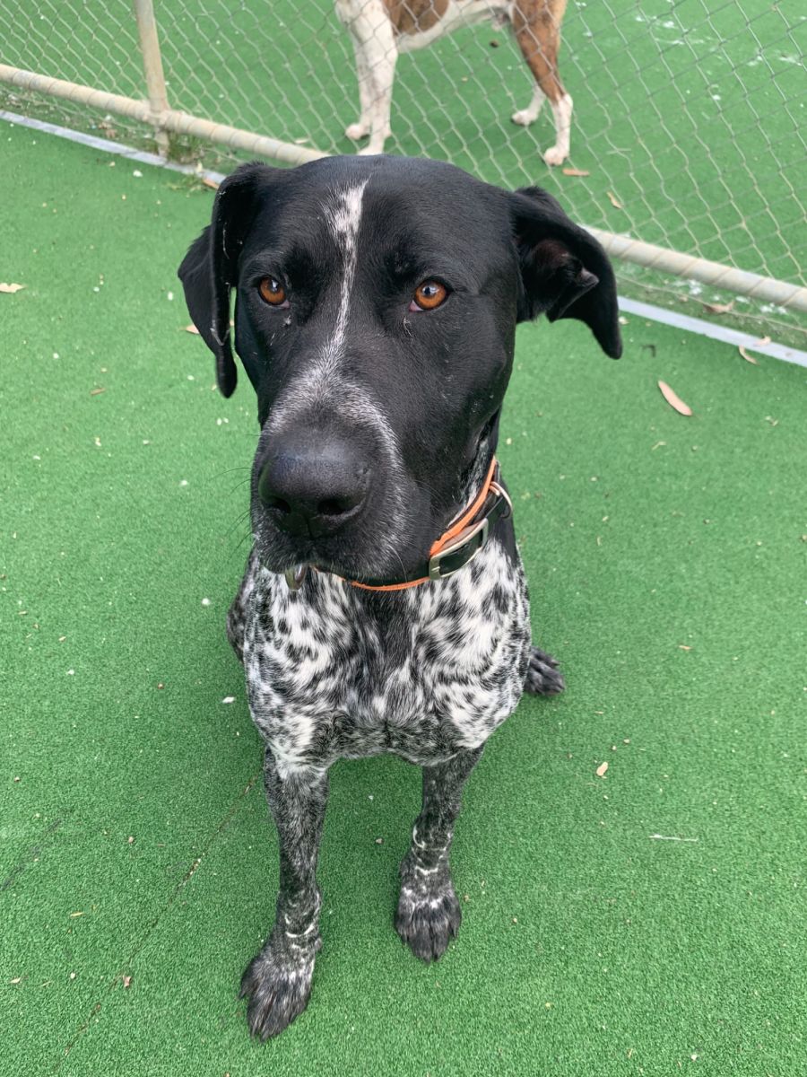 RJ - Large Male German Shorthaired Pointer x Great Dane Mix Dog in VIC ...