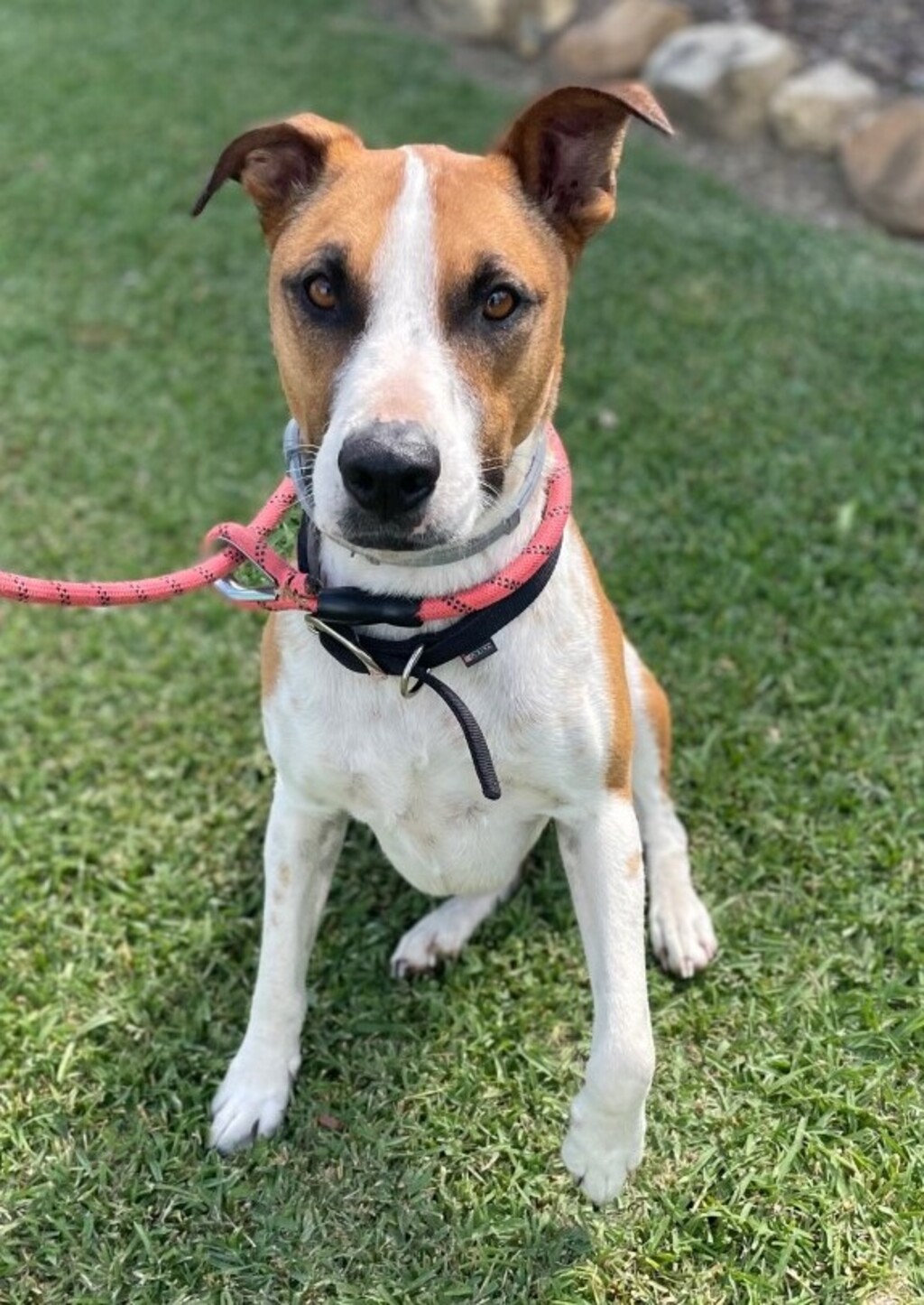 Billy - Large Male Australian Cattle Dog x Rhodesian Ridgeback Mix Dog ...