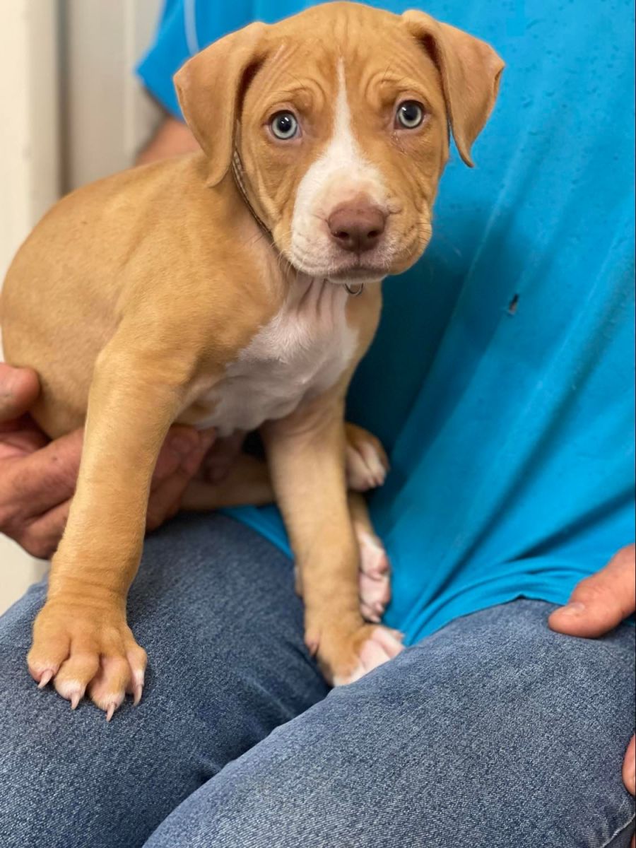 Luca - Medium Male Staffy Mix Dog in QLD - PetRescue