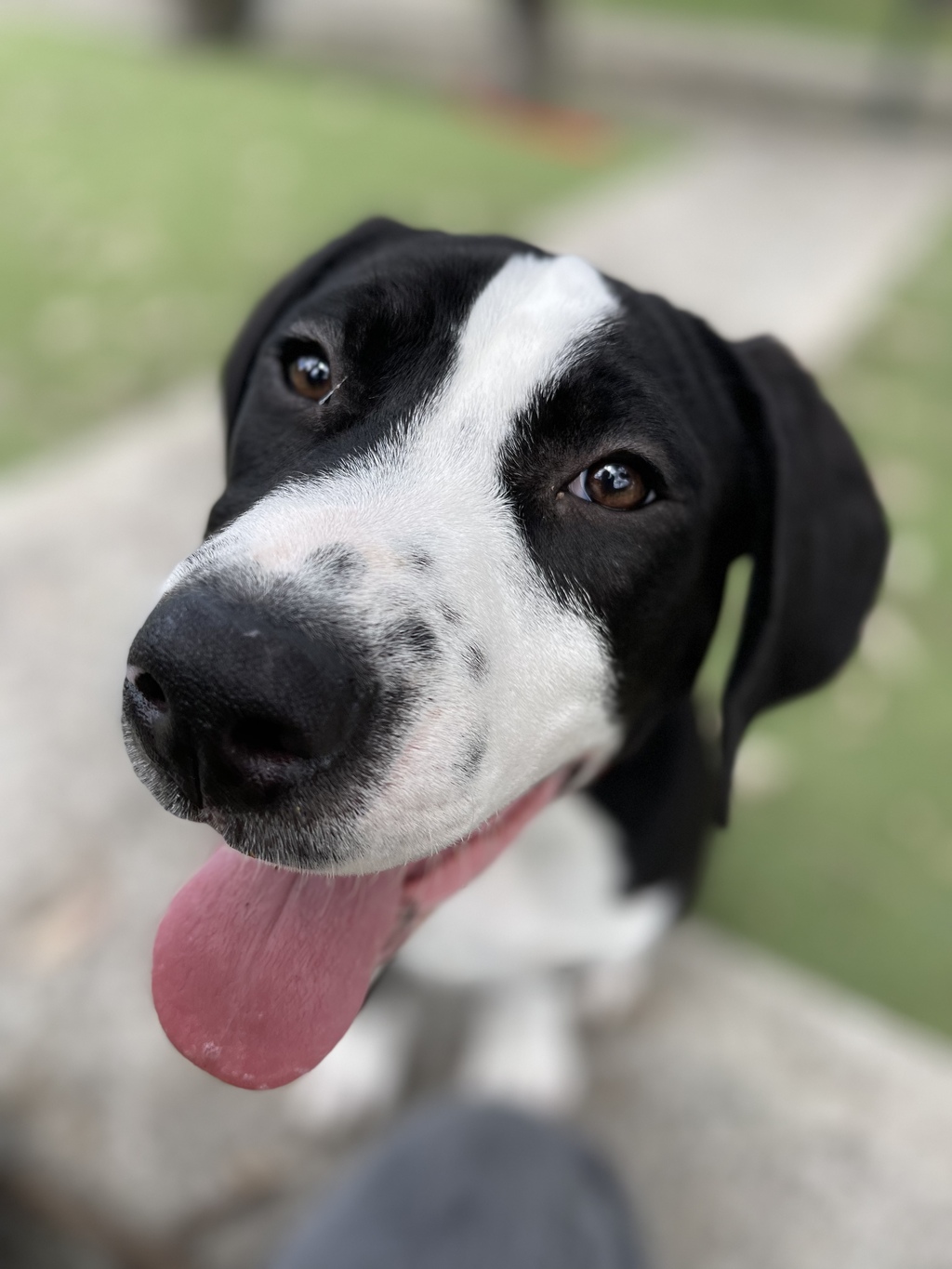 Remy - Large Male Labrador x Staffordshire Terrier Mix Dog in NSW ...