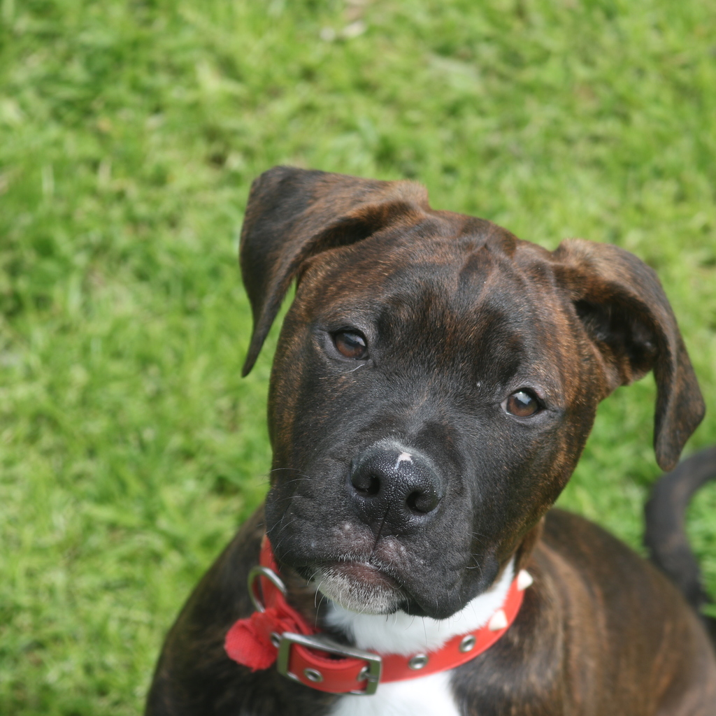 Baloo - Medium Male Boxer x Staffordshire Bull Terrier Mix Dog in VIC ...