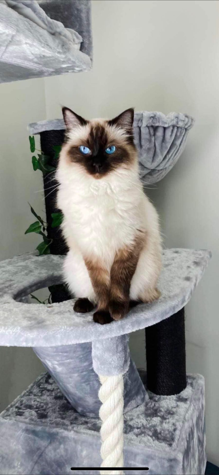 Azora - Female Ragdoll Cat in VIC - PetRescue