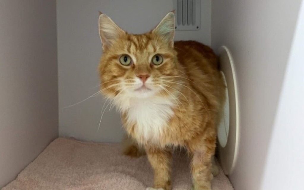 Opie - Male Domestic Medium Hair Mix Cat in VIC - PetRescue