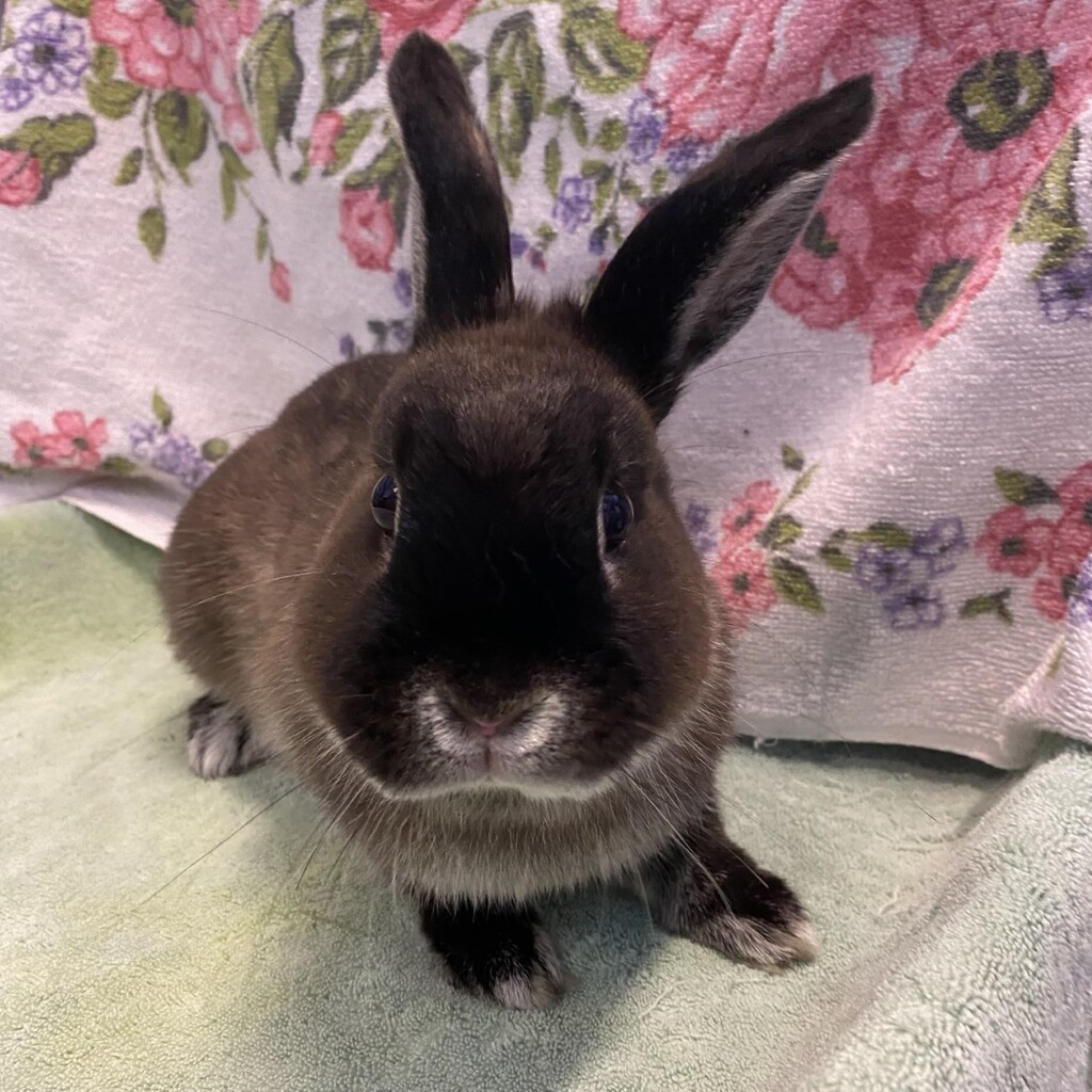 Blanche - Female Britannia Petite Rabbit in VIC - PetRescue