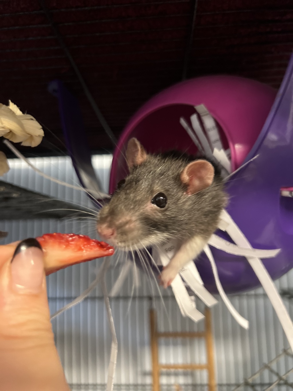 Pixie - Female Rat Mix Rodent in WA - PetRescue