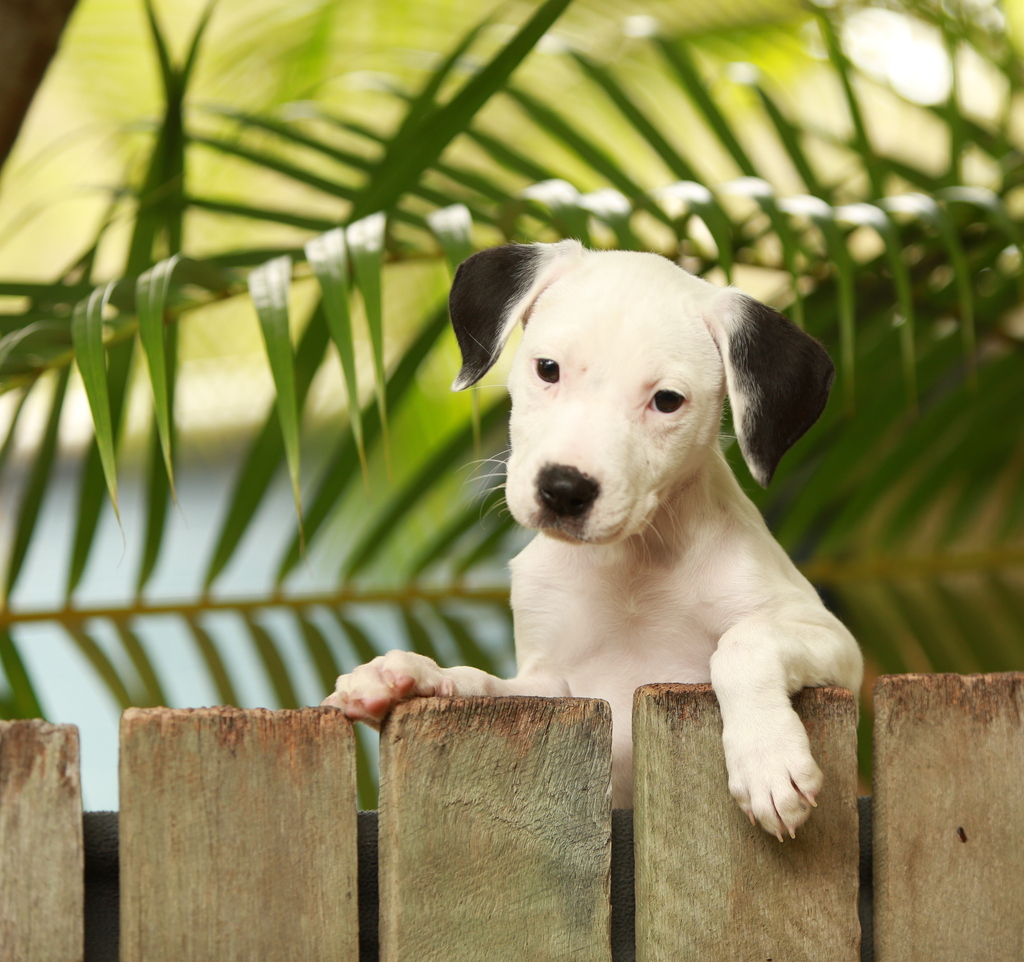 Cassie - Medium Female Bull Arab Mix Dog in QLD - PetRescue