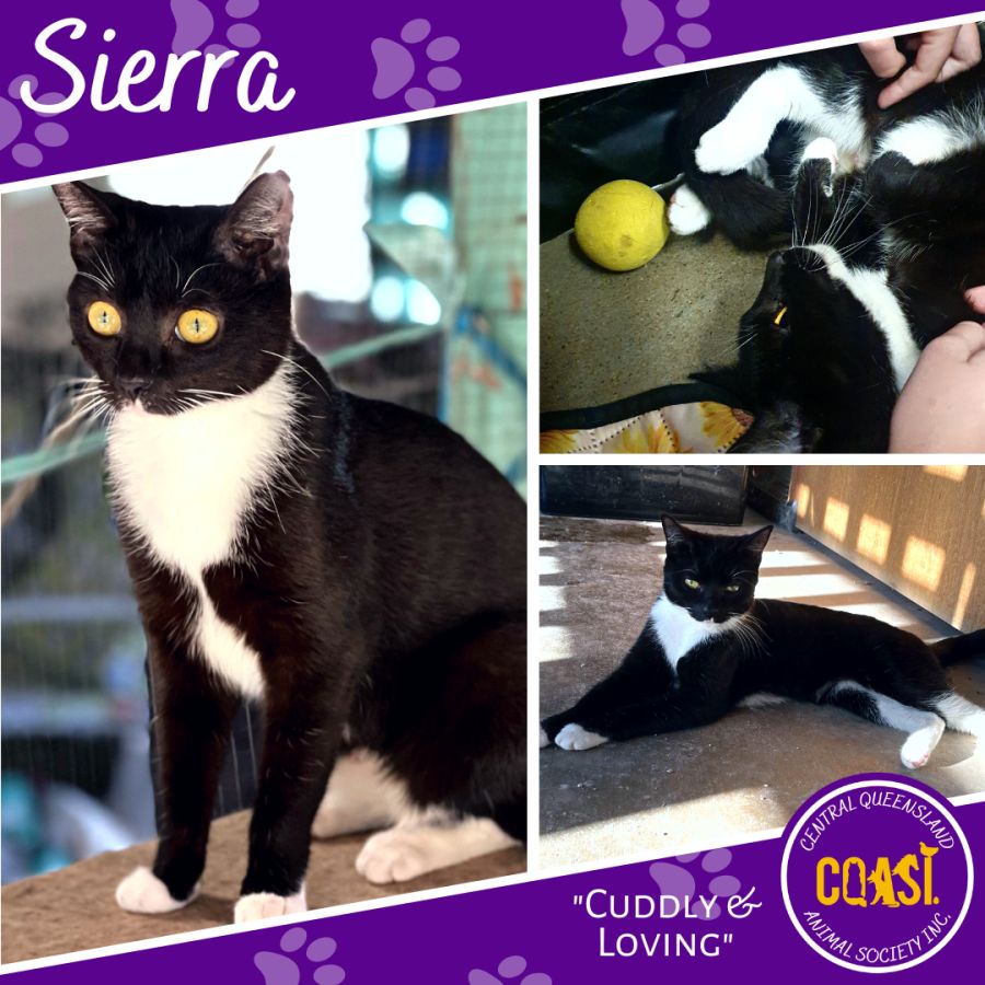Sierra - Female Domestic Short Hair Cat in QLD - PetRescue
