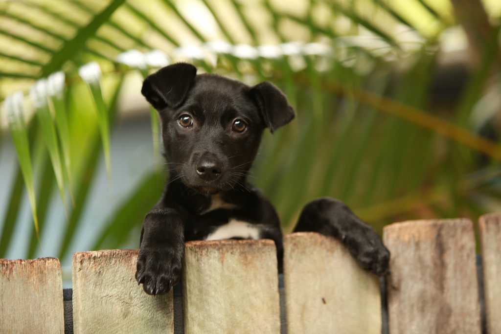 Cooper - Medium Male Kelpie Mix Dog in QLD - PetRescue