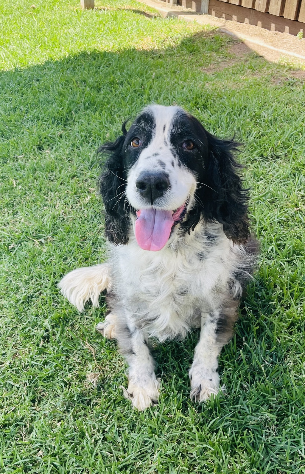 Crosby - Large Male English Springer Spaniel Mix Dog in QLD - PetRescue