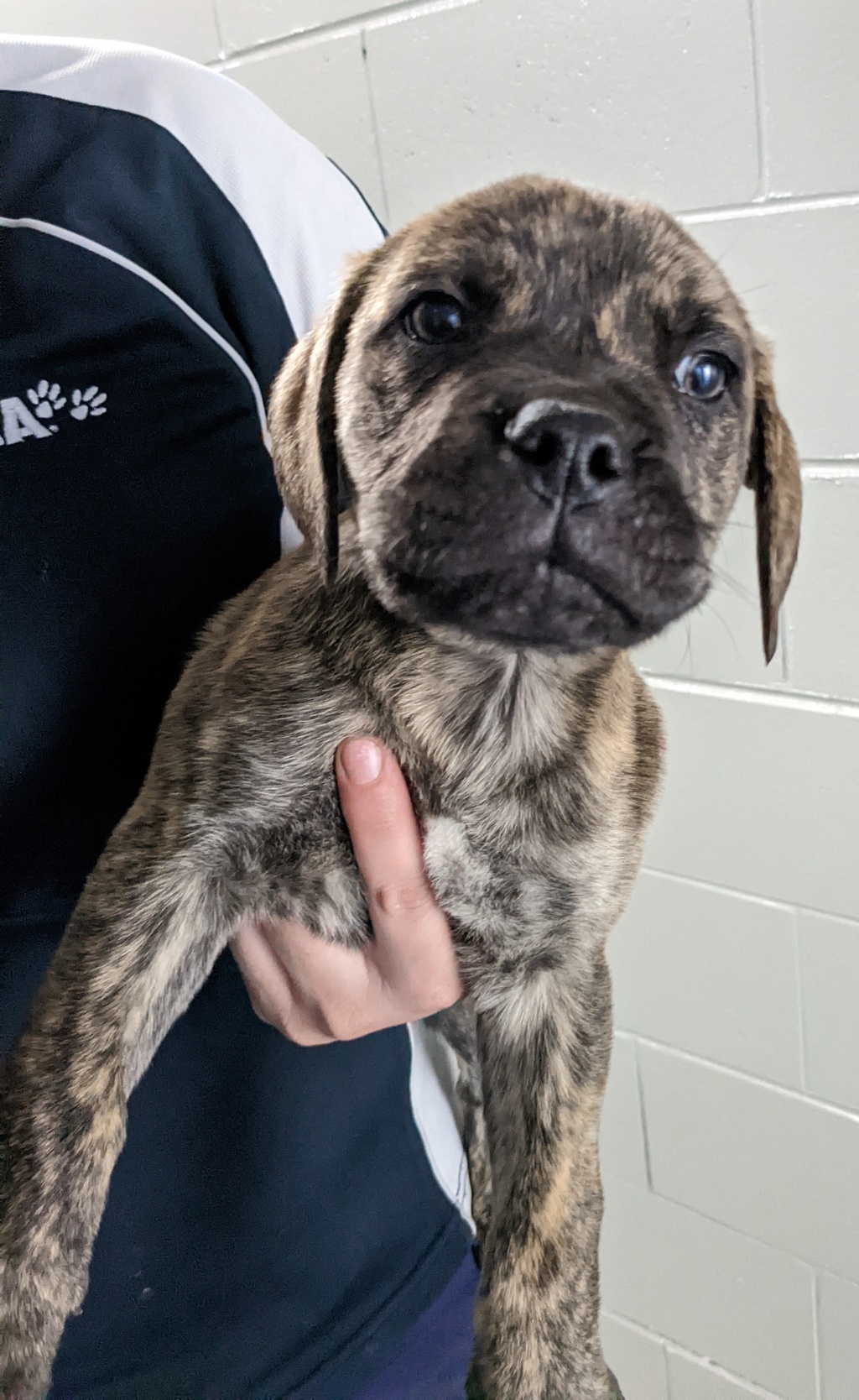 Giraffe - Large Male American Bulldog x Mastiff Mix Dog in WA - PetRescue