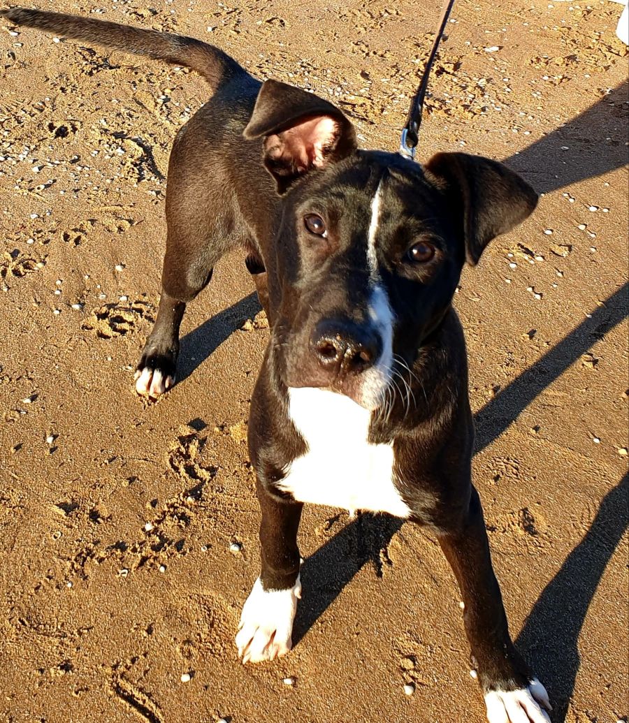 Byron - Medium Male Border Collie x Kelpie x Staffy Mix Dog in QLD ...