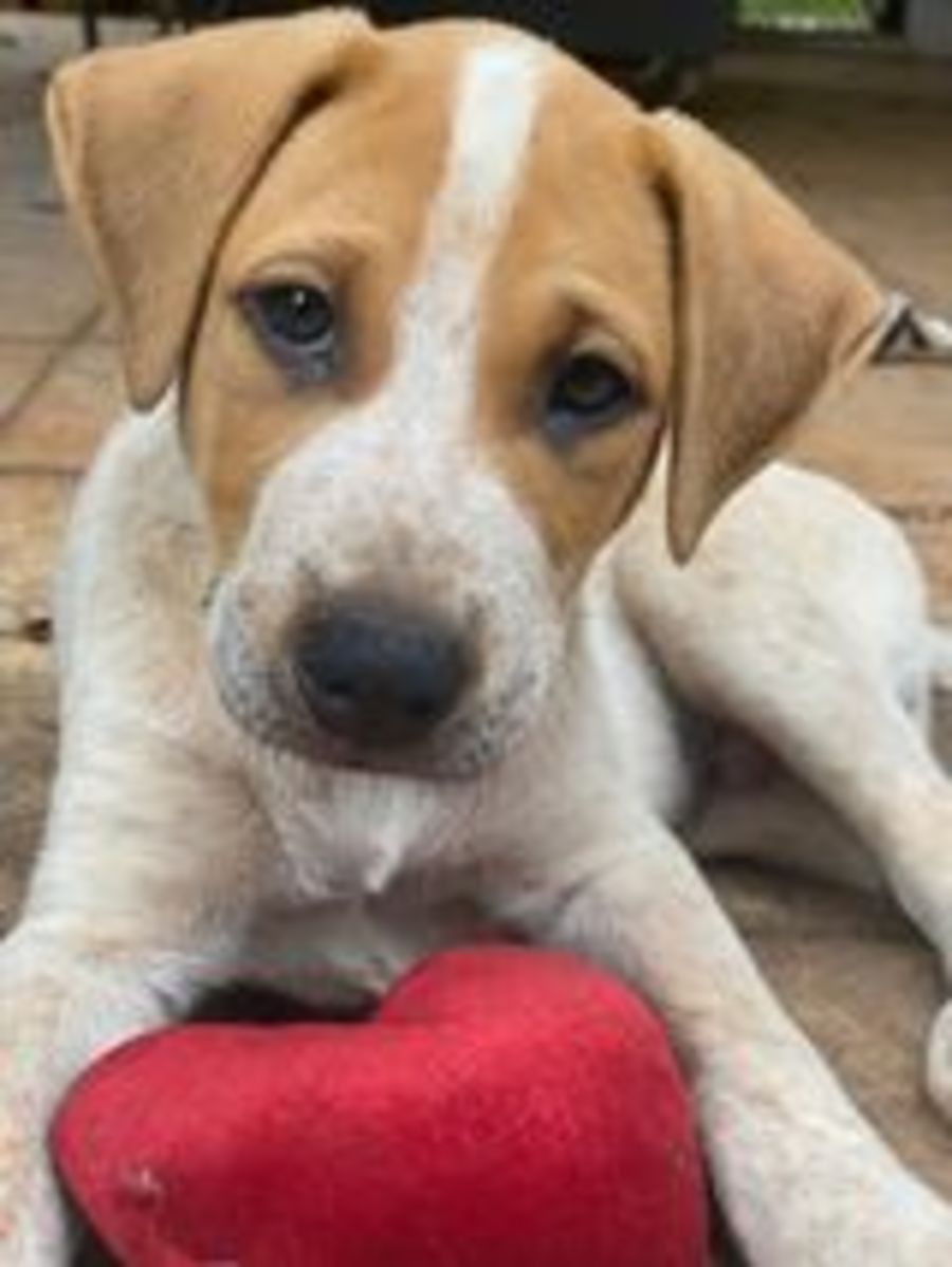 Prancer - Large Male Cattle Dog x Mastiff x Great Dane Mix Dog in QLD ...