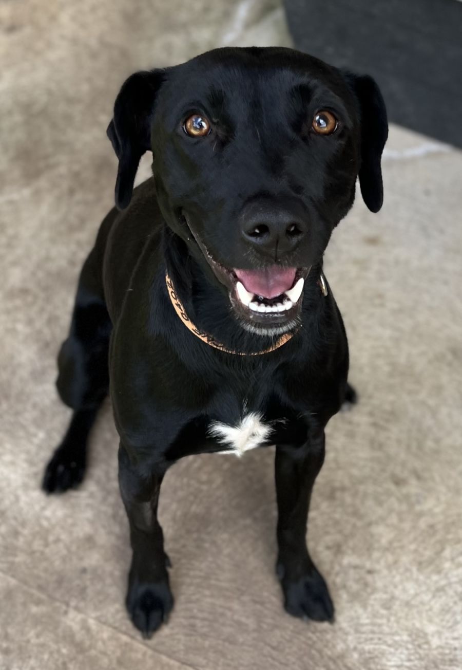 Inky 💔 - Medium Female Labrador Mix Dog in VIC - PetRescue