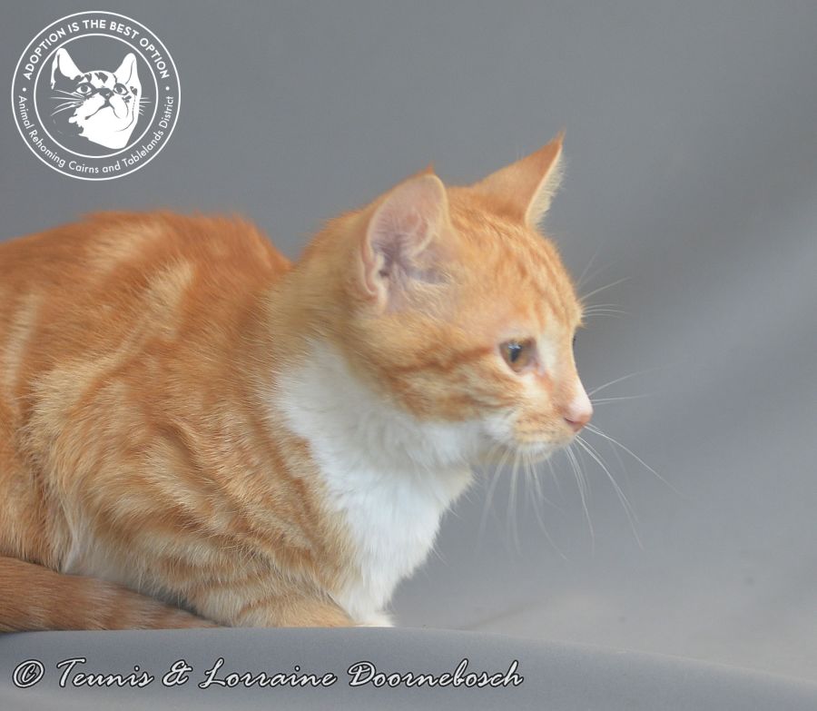 Opie - Female Domestic Short Hair Cat in QLD - PetRescue