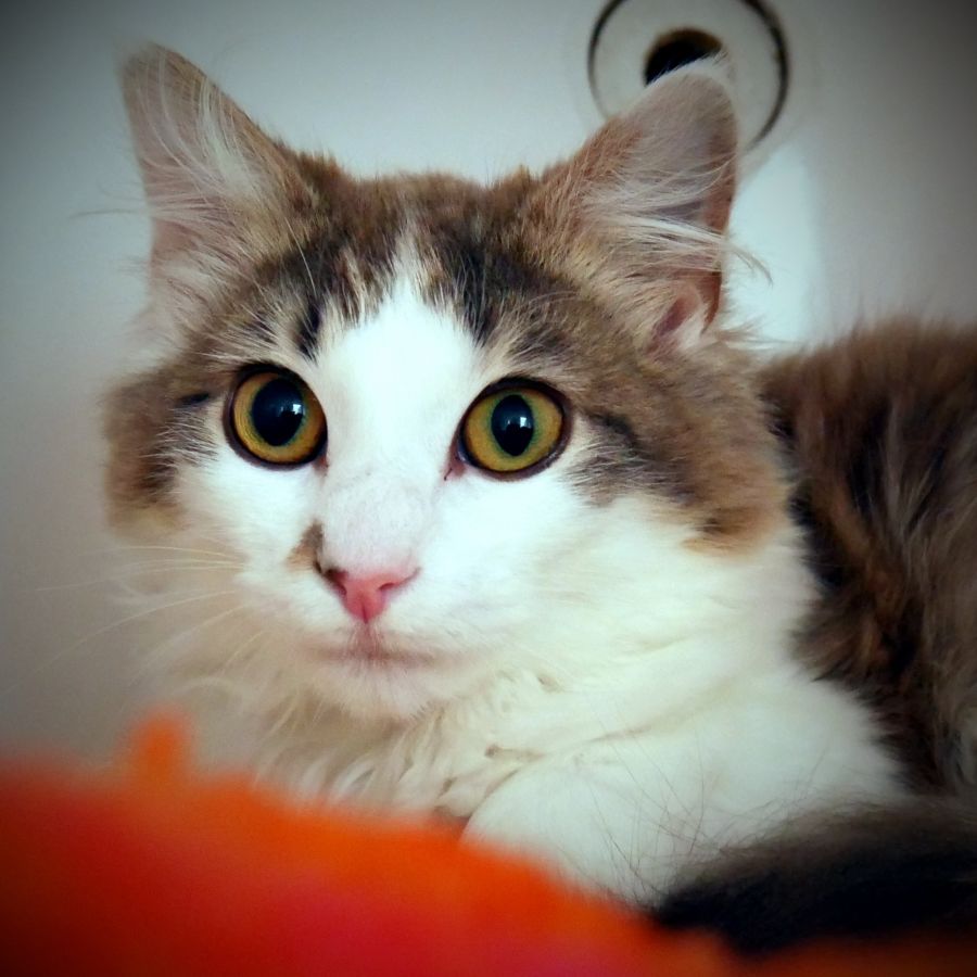 Marple STK010348 - Male Domestic Medium Hair Cat in VIC - PetRescue