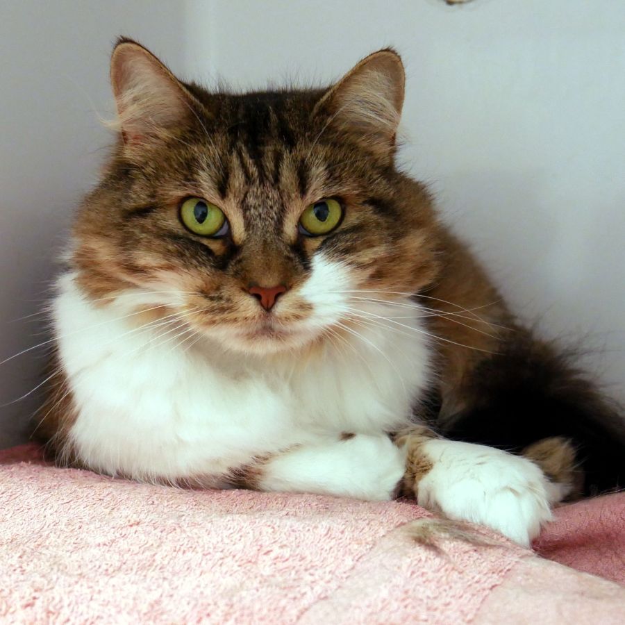 Tink - Female Domestic Short Hair Cat in VIC - PetRescue