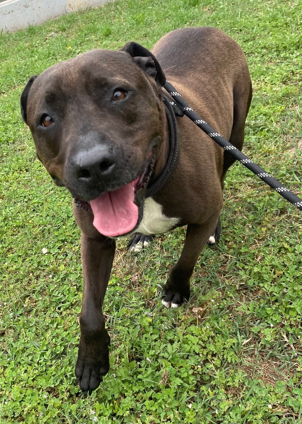 Shadow - Medium Female Labrador x Staffordshire Bull Terrier Mix Dog in ...