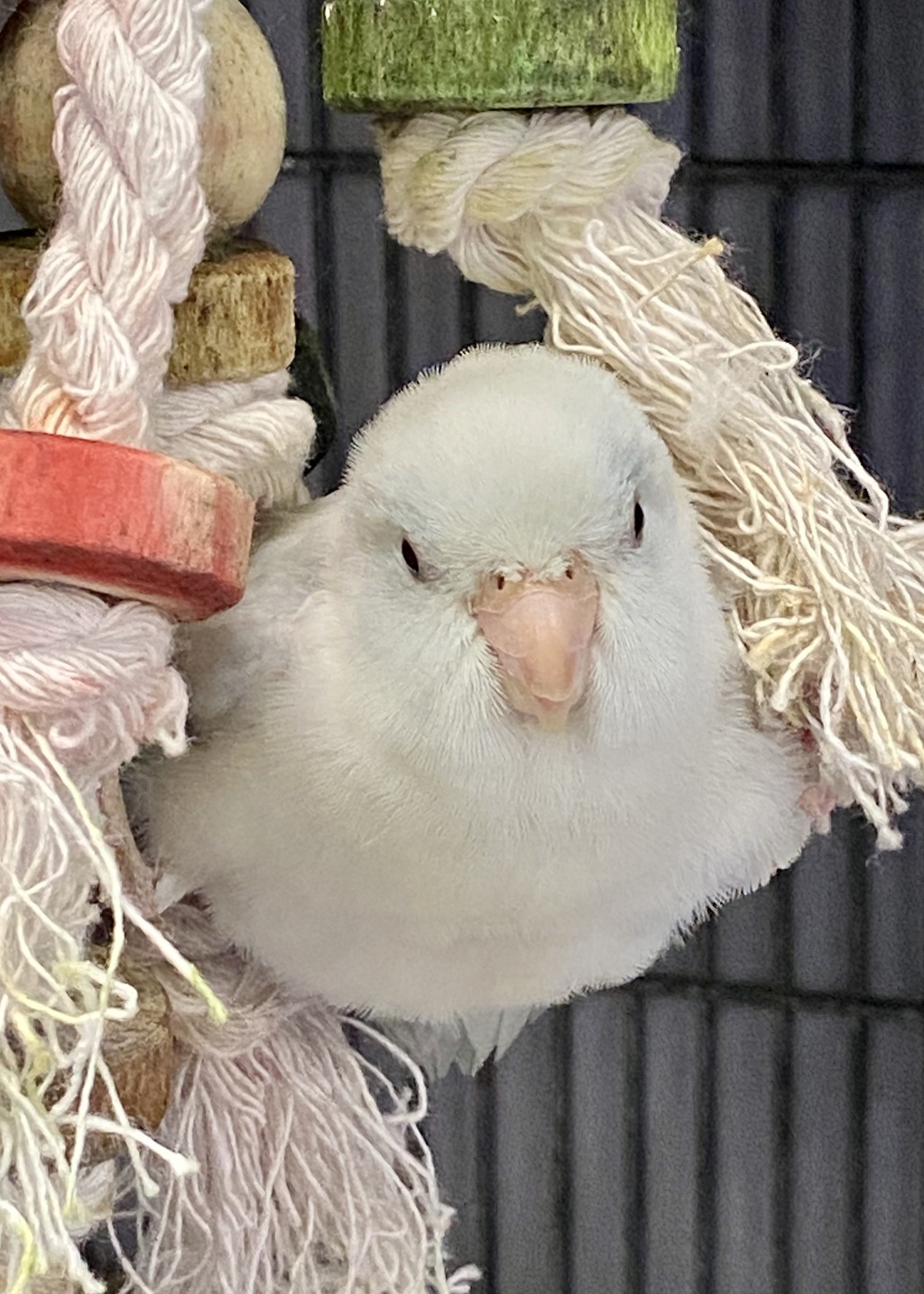Nomad - Male Parrotlet Pacific Mix Bird in QLD - PetRescue
