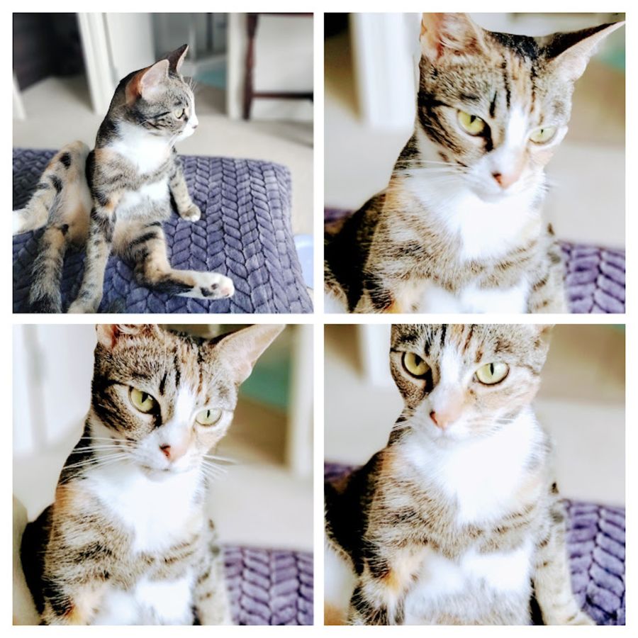 Nyla - Female Domestic Short Hair Cat in QLD - PetRescue