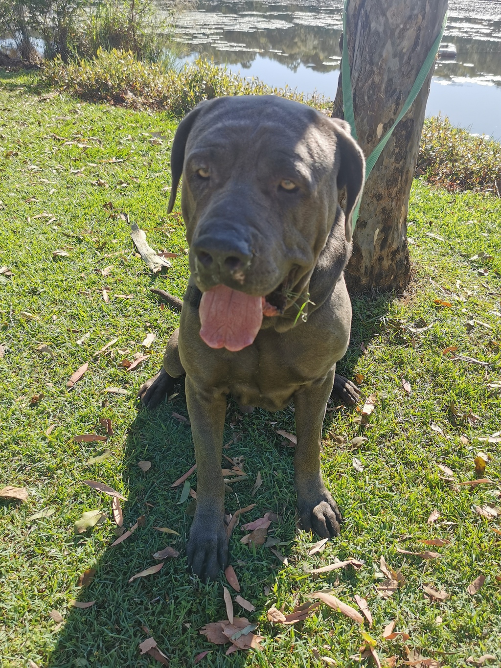 Zeus - Large Male Neapolitan Mastiff Mix Dog in QLD - PetRescue