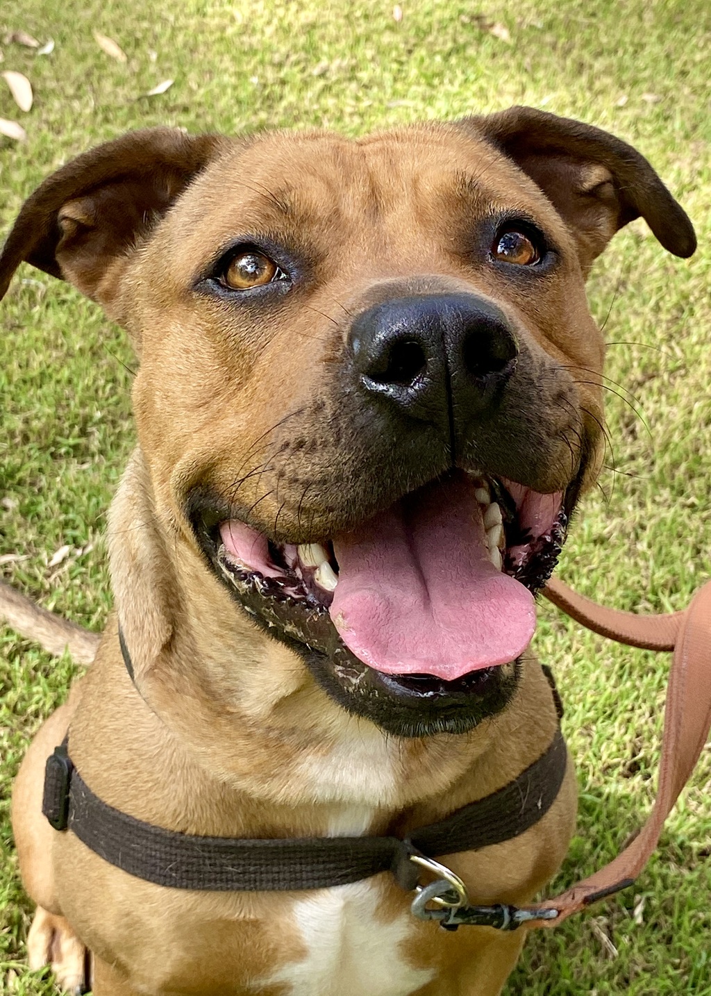 Arrow - Medium Female Australian Bandog Mix Dog in QLD - PetRescue