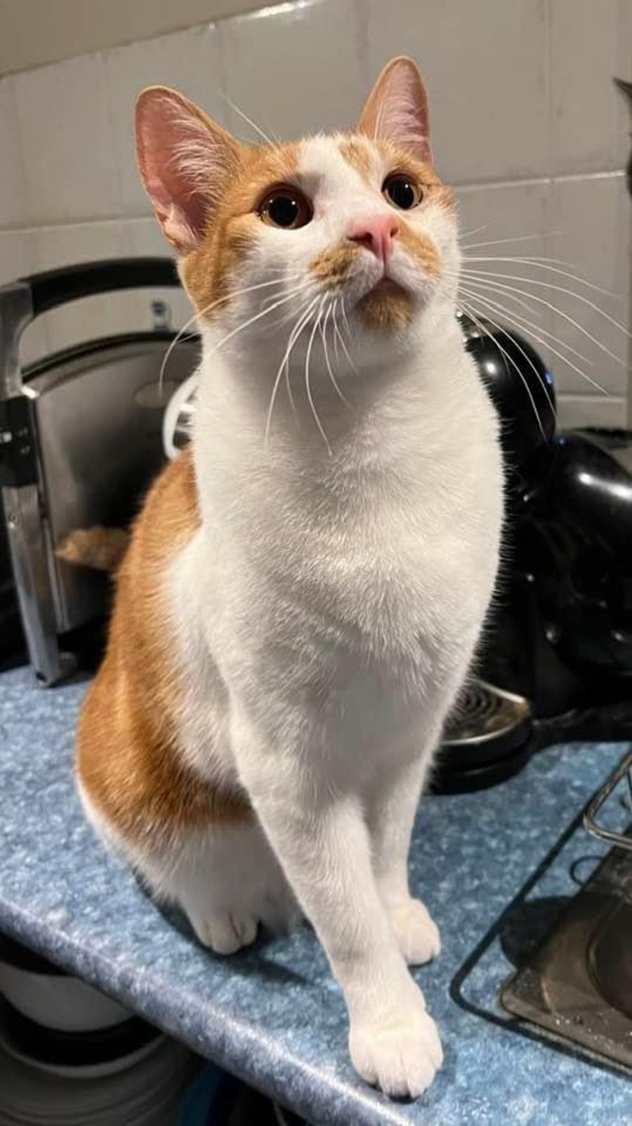 Kole - Male Domestic Short Hair Cat in NSW - PetRescue