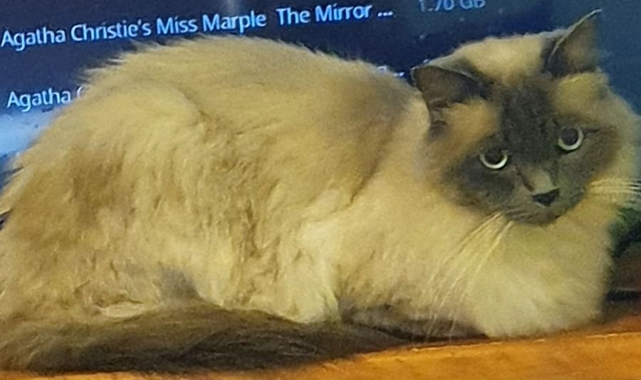 Prince - Male Ragdoll Mix Cat in NSW - PetRescue