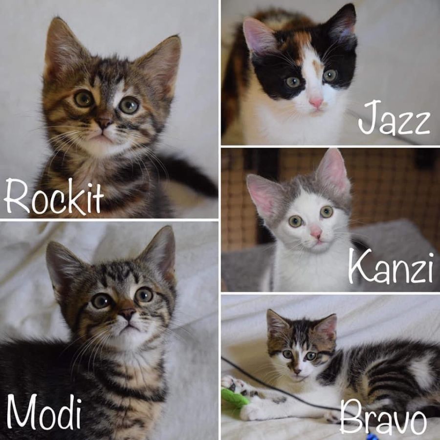 Modi, Kanzi, Jazz, Bravo & Rockit - Female Domestic Short Hair Cat in ...
