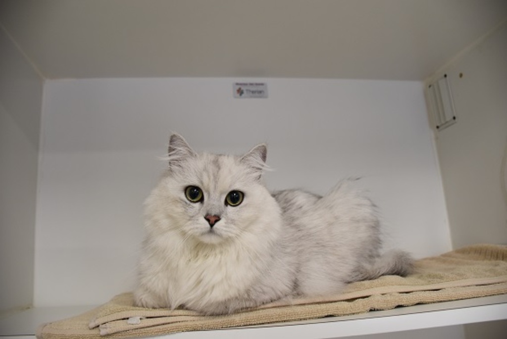 Maverick - Male Chinchilla Mix Cat in VIC - PetRescue