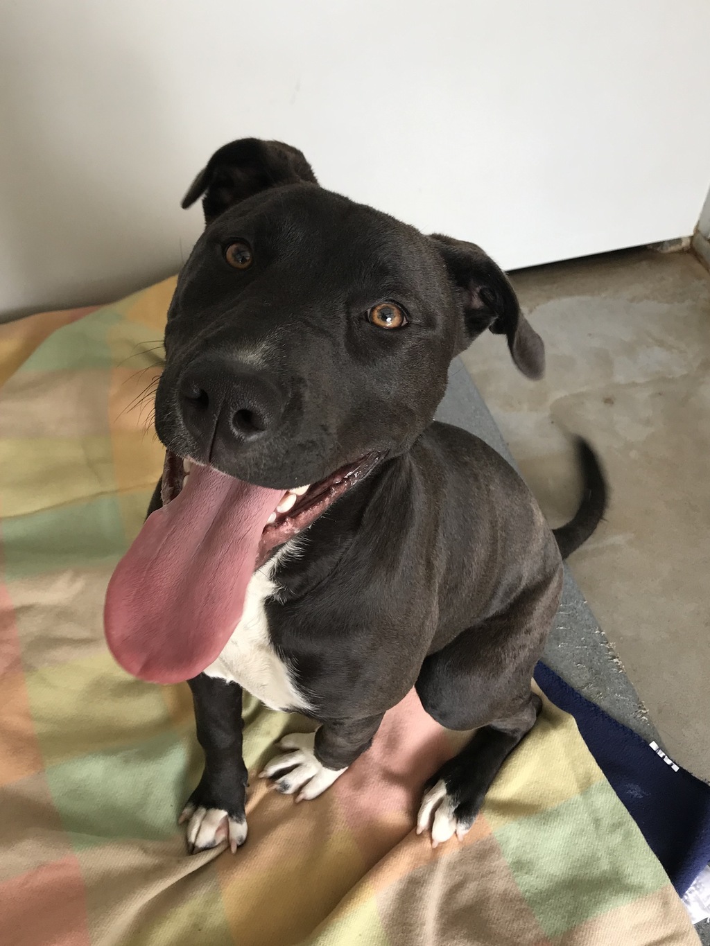 Kiki - Large Female Large Cross Breed Mix Dog in VIC - PetRescue