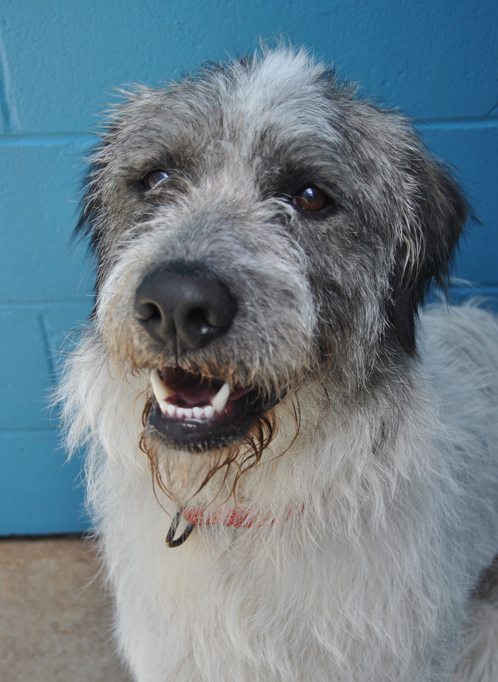 Toast - Large Male Irish Wolfhound x Maremma Sheepdog Mix Dog in QLD ...