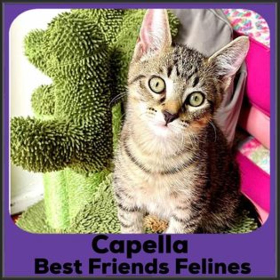 Capella - Male Domestic Short Hair Cat in QLD - PetRescue