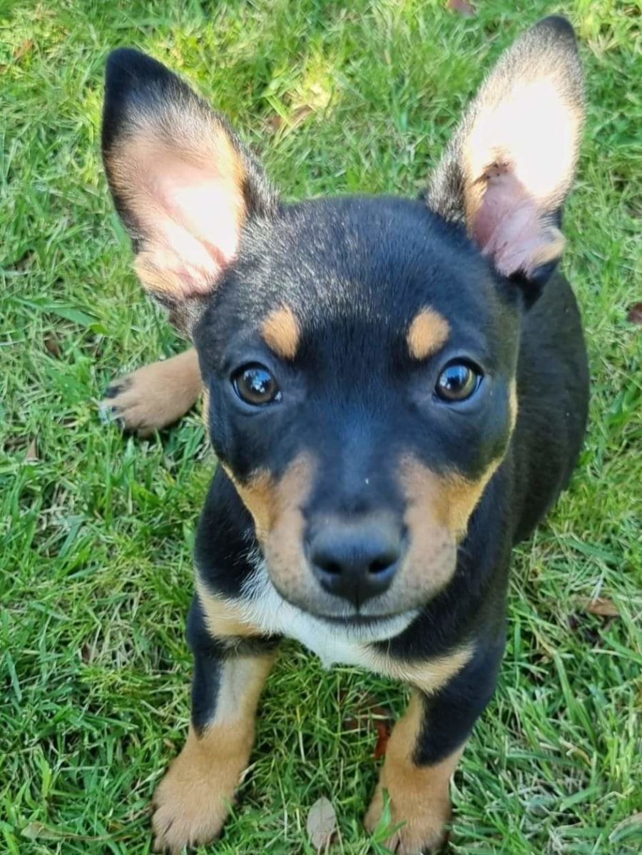 Kif - Medium Male Kelpie x Blue Heeler Mix Dog in VIC - PetRescue