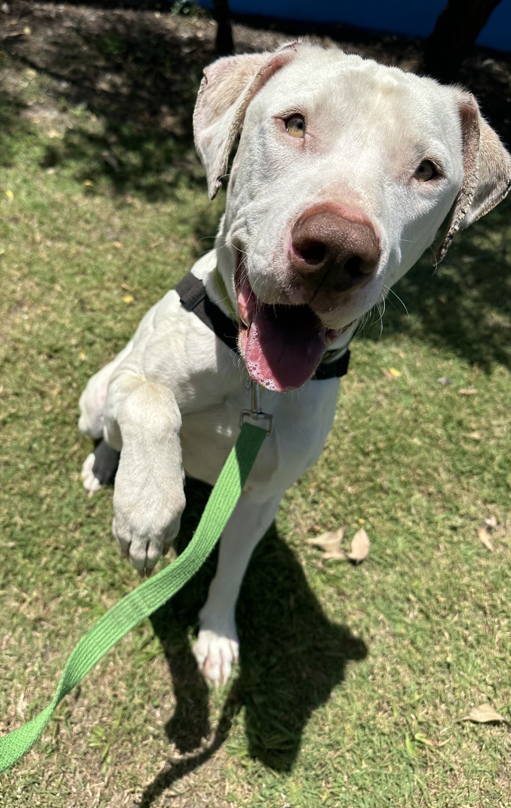 Spike - Large Male Bull Arab Mix Dog in QLD - PetRescue