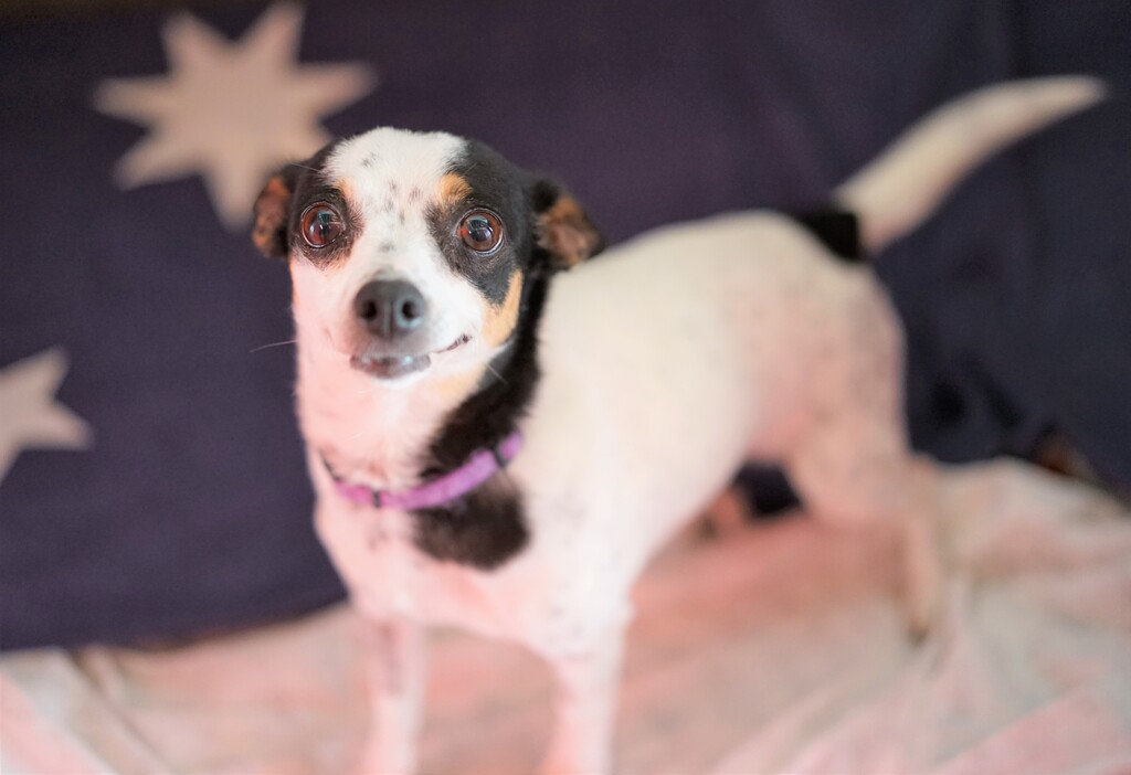 Tilly - Small Female Miniature Fox Terrier Mix Dog in QLD - PetRescue
