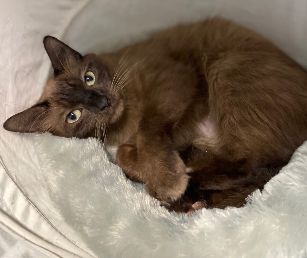 Indie - Female Burmese x Domestic Medium Hair Mix Cat in QLD - PetRescue