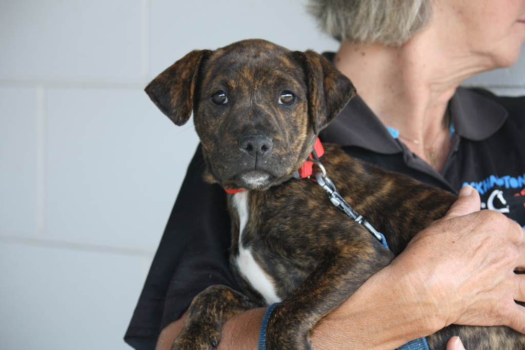 Bailey - Medium Female Louisiana Catahoula Leopard Dog x American ...