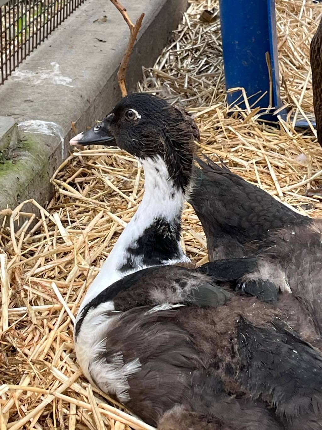 Whipper - Male Duck Muscovy Mix Fowl in QLD - PetRescue