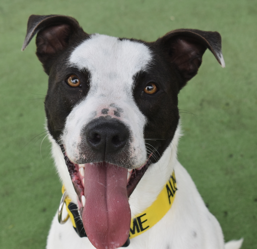 Mookowl - Medium Male Bull Arab x Medium Cross Breed Mix Dog in VIC ...